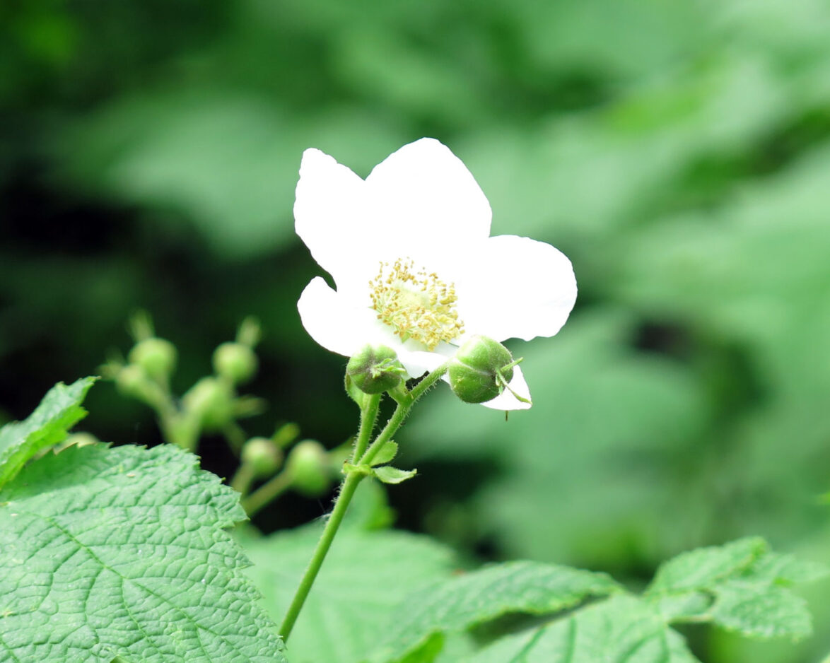 Utah wild flowers in bloom: Where to find them | News, Sports, Jobs ...